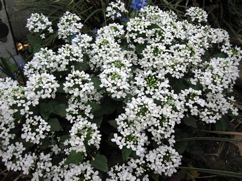 Pachyphragma Macrophylla Gartenpflege Pascal