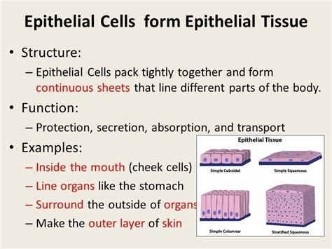 Pseudostratified Epithelium Function