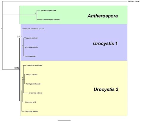 Bayesian Inference Of Phylogenetic Relationships Resulting From The