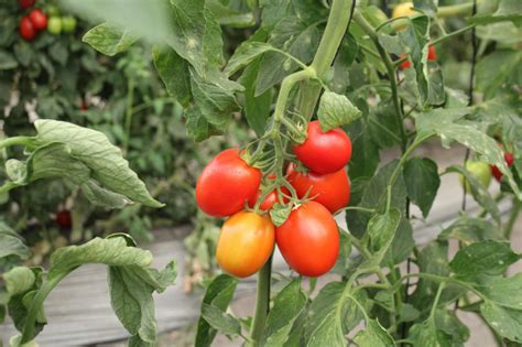 Cecyte Morelos Cecyte Morelos Added A New Photo