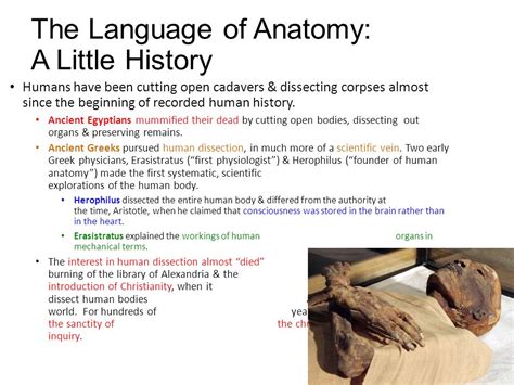 History Of Human Cadavers Human Cadaveric Dissection History Jhlnj