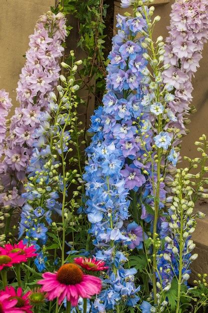 Premium Photo Delphinium