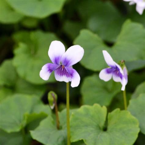 Viola Hederacea Native Violet Sydneys Plant Market