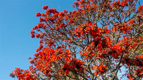 What Does A Coral Tree Look Like