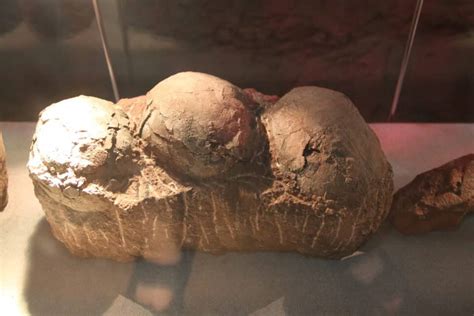 A Fossilized Dino Nest Was Found Intact Animals Around The Globe