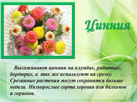 Однолетние цветущие растения - презентация онлайн