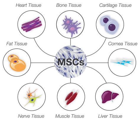 Tissues Formed By Mesenchymal Stem Cells Bioserendipity