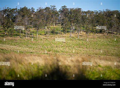 Beautiful Gum Trees And Shrubs In The Australian Bush Forest Gumtrees And Native Plants Growing