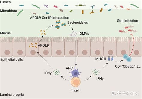 Cctv：中科院揭示宿主识别肠道菌群调控免疫新机制登上《nature》，“肠菌决定免疫力”再获实证 知乎