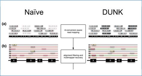 Quantification Of Experimentally Induced Nucleotide Conversions In High