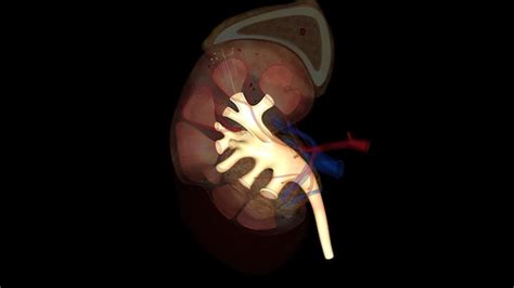 Premium Photo The Renal Pelvis Is A Large Cavity That Collects The