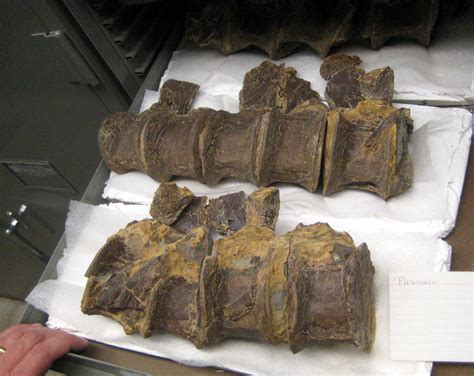 Lances North Texas Fossil Page Reptiles