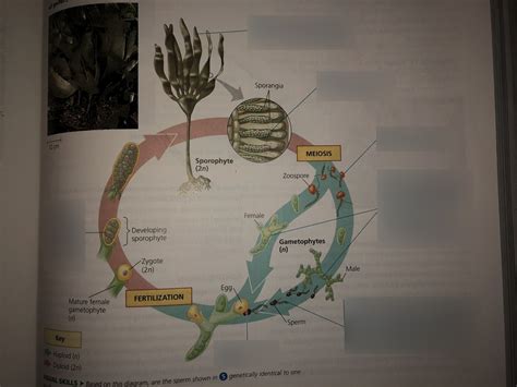 Lecture Exam 4 Diagram Quizlet Lecture Exam 4 Diagram Quizlet