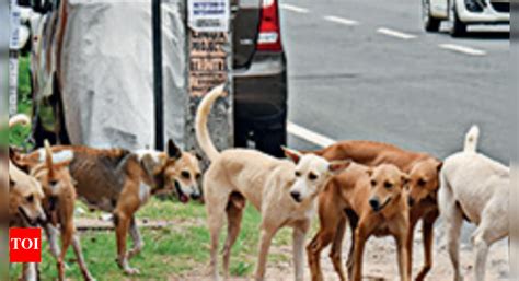 Only 35 Of 22 Lakh Anti Rabies Doses Given To Dogs In 6 Years