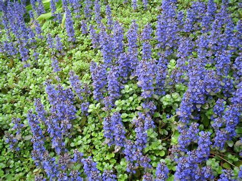 Ajuga Reptans Atropurpurea Kruipend Zenegroen De Tuinen Van Appeltern
