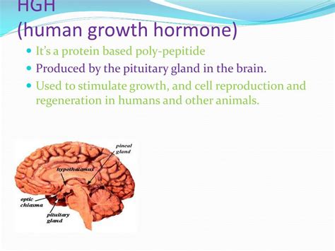 Growth Hormone