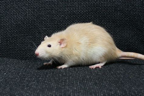 My Rats Bratty Rattery