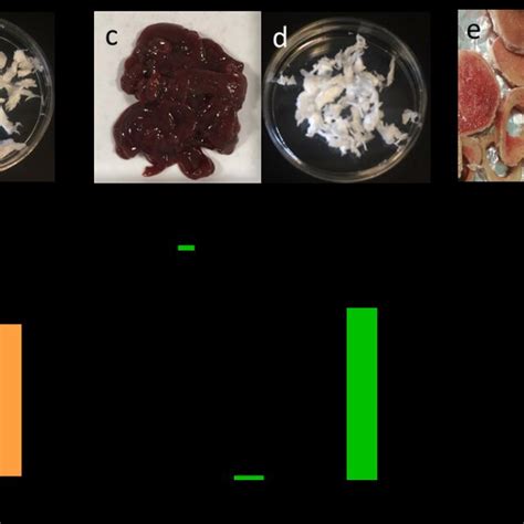 Three Organs Were Decellularized For Extracellular Matrix Ecm Download Scientific Diagram