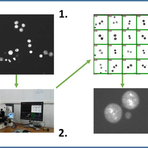 A Principle Of Cytokinesis Block Micronucleus Assay 1 Nucleus With
