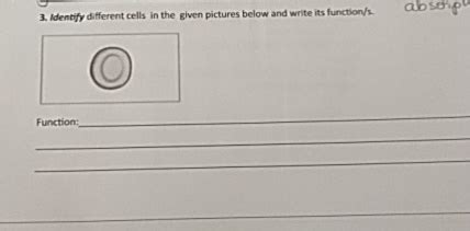 Identify Different Cells In The Given Pictures Below Chegg