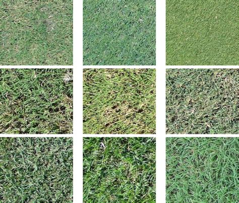 Figure 4 From Evaluation Of Convolutional Neural Networks For Herbicide