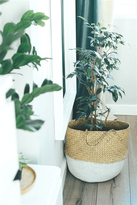 Weeping Fig Tree Guide How To Care For A Ficus Benjamina Backyard Boss