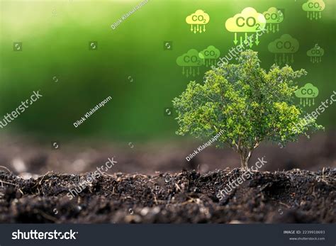 Co2 Reducing Icon Tree On Greenery Stock Photo 2239918693 Shutterstock