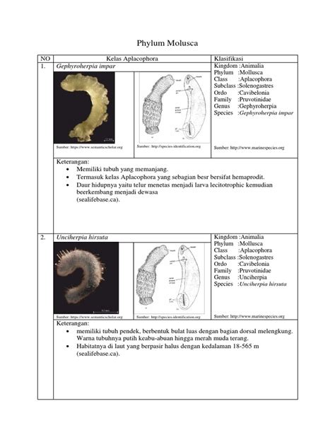 Phylum Molusca Pdf