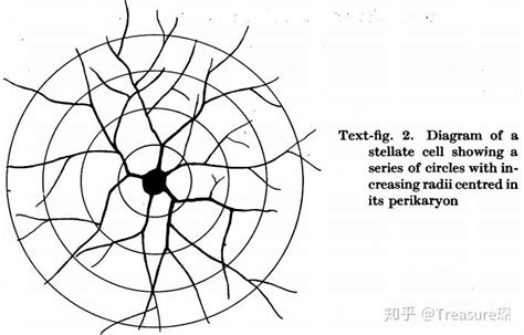 Imagej实用技巧——sholl Analysis（一）插件篇 知乎