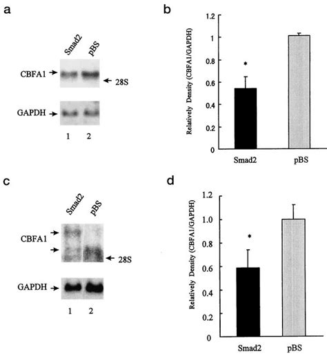 Effects Of Smad2 Overexpression On Cbfa1 Mrna Expression Ros17 2 8 Download Scientific Diagram