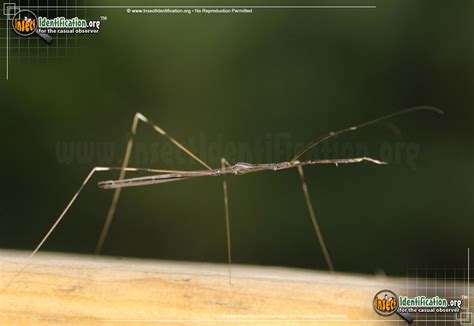 Thread Legged Assassin Bug