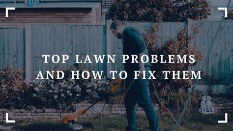 Top Lawn Problems and How to Fix Them