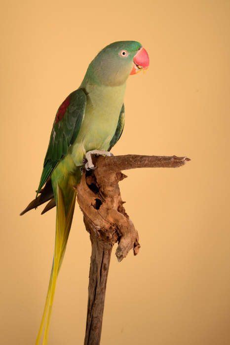 Parakeet Parrot Breeders Association Of Southern Africa