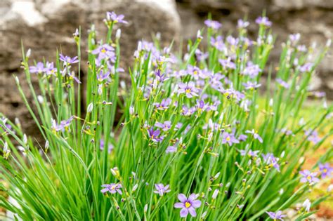 Grass With Purple Flowers Types Care Tips And Varieties