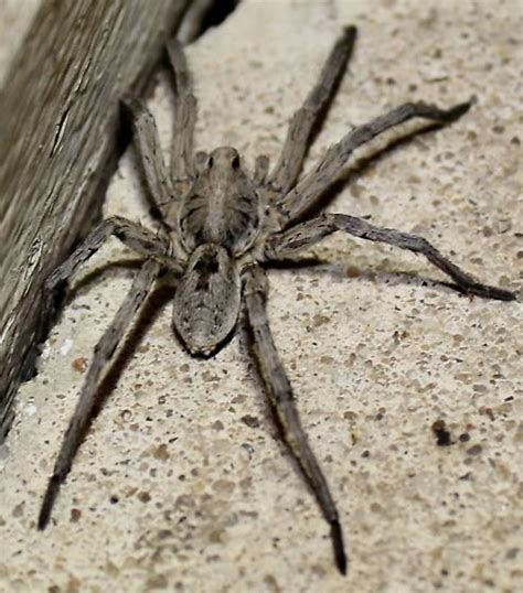 Hogna Carolinensis Bugguidenet