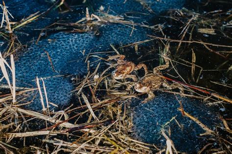 Toad Eggs In Pond Water Amphibian Life Cycle Spring Wildlife And