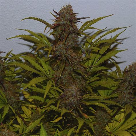 Moby Dick Auto Wholesale Bulk Seeds Optiseeds