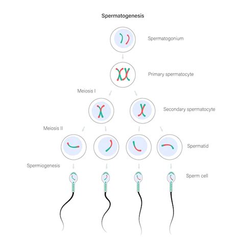 Spermiogenesis Diagram