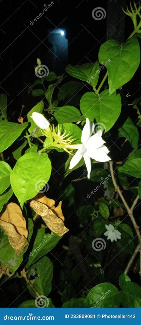 Beautiful Photos Of Flowers At Night Stock Image Image Of Beautiful