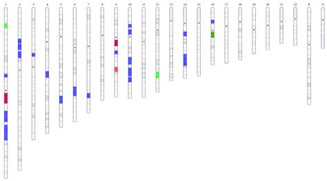 Github A Thindideogram Html Widget For Displaying Ibd Segments In An Interactive Ideogram