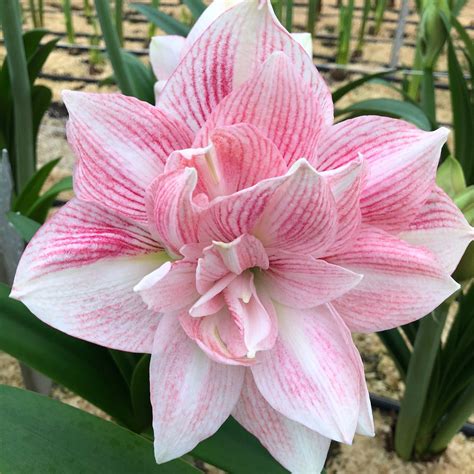 Candy Belle Amaryllis Bulb Blossom