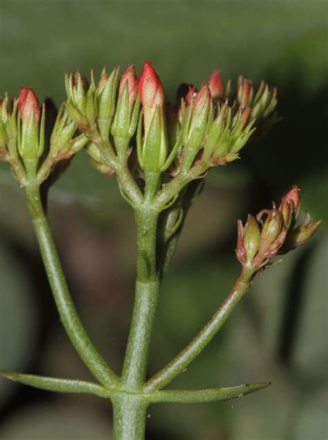 Kalanchoe Blossfeldiana Poelln Plants Of The World Online Kew Science