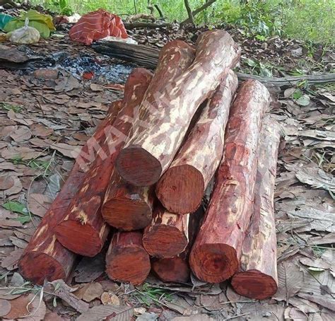 Red sandalwood price per kg in Tamilnadu, India, Singapore, Malaysia ...