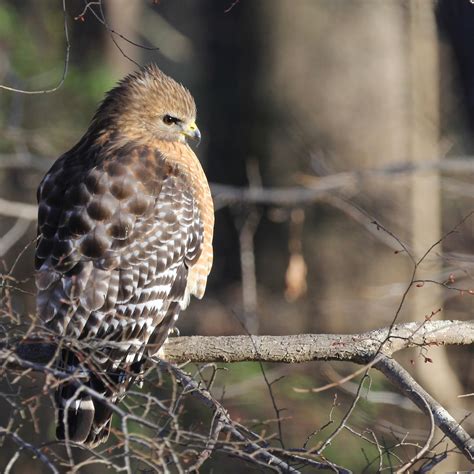 Red Shouldered Hawk Audubon Field Guide