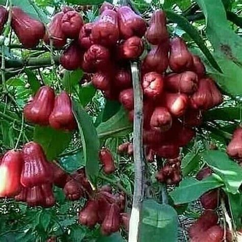 Jual BIBIT TANAMAN JAMBU AIR CITRA BUAH BESAR | Shopee Indonesia