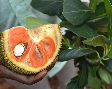 Siddu Jack Copper Red Jackfruit Plant