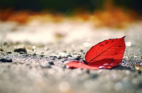 바람에 날리는 나뭇잎 가을 고해상 낮 당근 배경 일러스트 및 사진 무료 다운로드 Pngtree