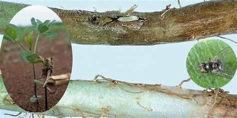 Bean Fly Greenlife 2025 Update