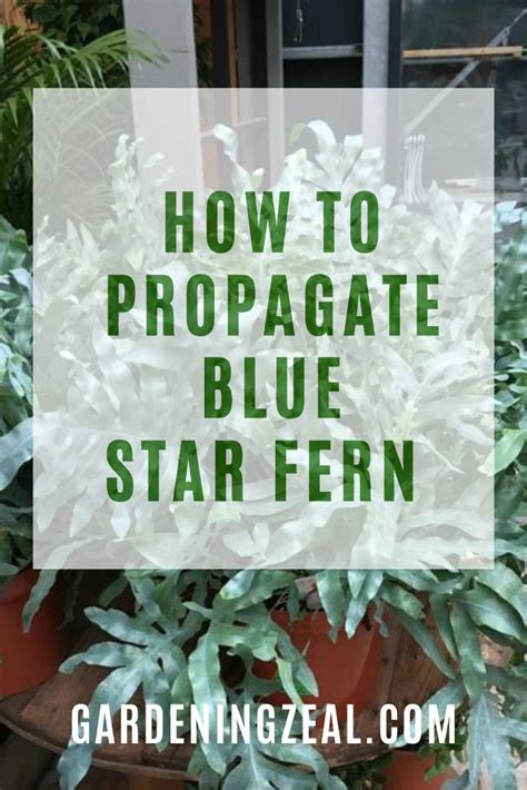 How To Propagate Blue Star Fern Complete Guide