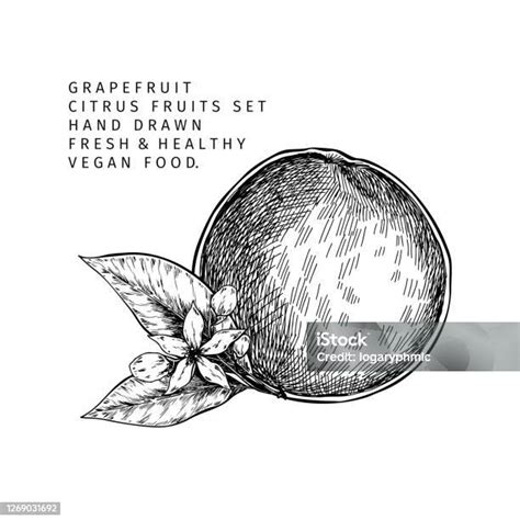손으로 그린 자몽 과일과 잎 새겨진 벡터 그림입니다 달콤한 감귤류 이국적인 식물 여름 수확 잼 또는 마멀레이드 채식주의 자 성분